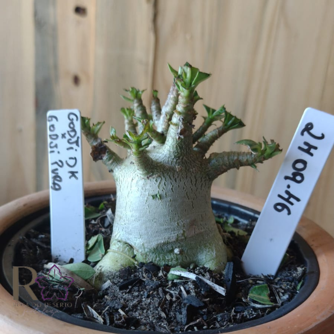 2409 46 Arabicum Godji Dk × Godji Pura – Rosa do deserto Fortaleza