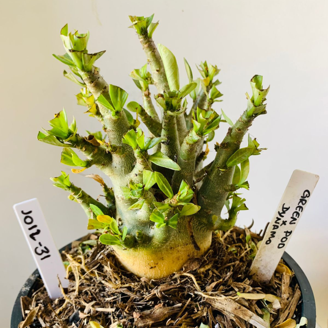 1012 31 Arabicum Green Pod x Dynamo – Rosa do deserto Fortaleza