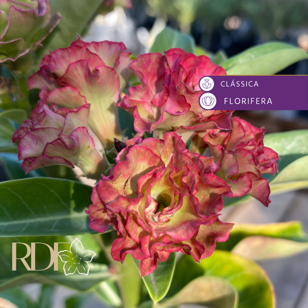 Caudex Arabicum - Rosa Do Deserto Especialle | Comprar Rosa do Deserto ...