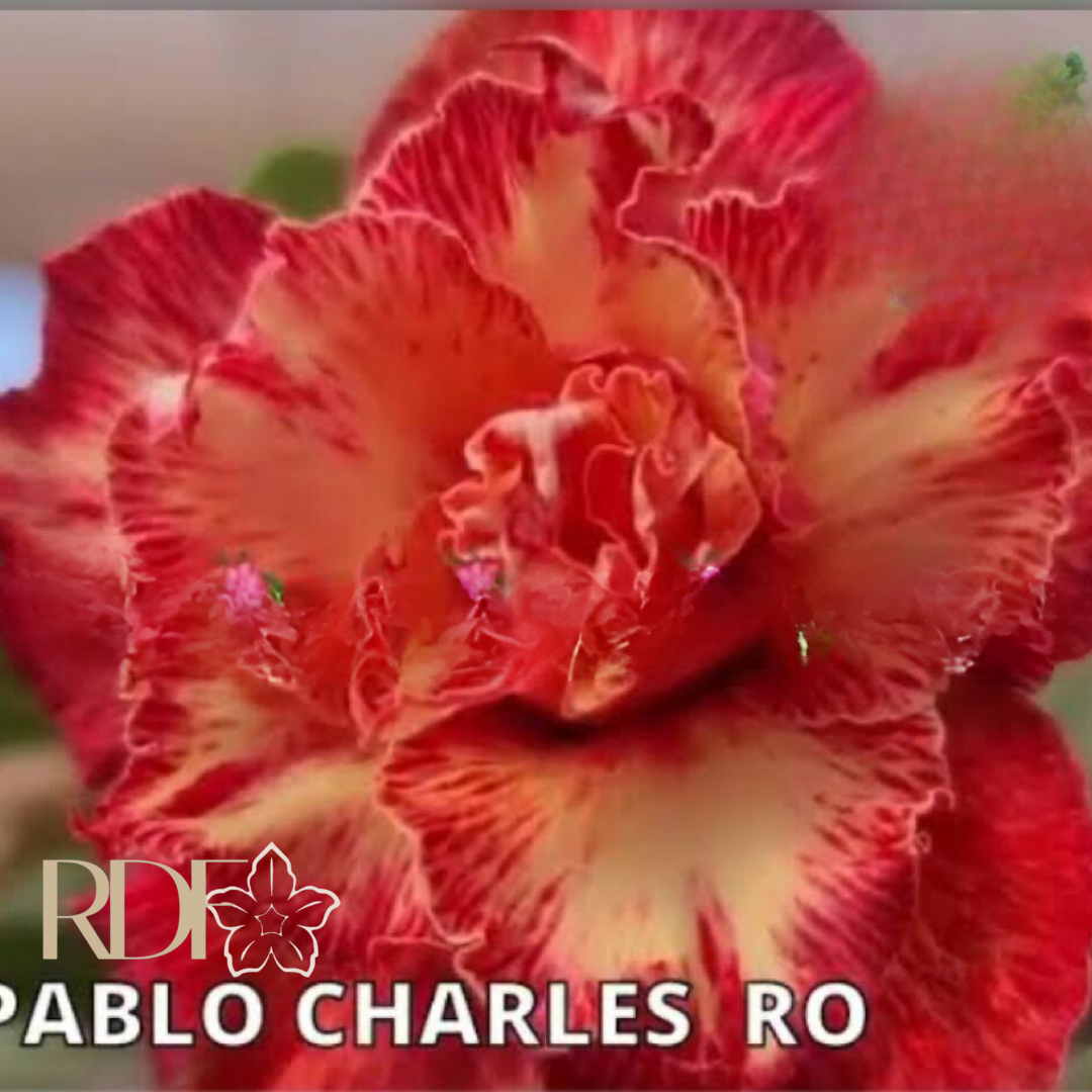 Rosa do Deserto Pablo Charles – Rosa do deserto Fortaleza