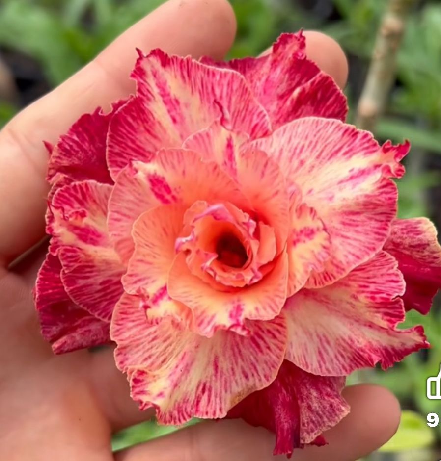 Baby – Rosa do Deserto Pablo Charles – Rosa do deserto Fortaleza