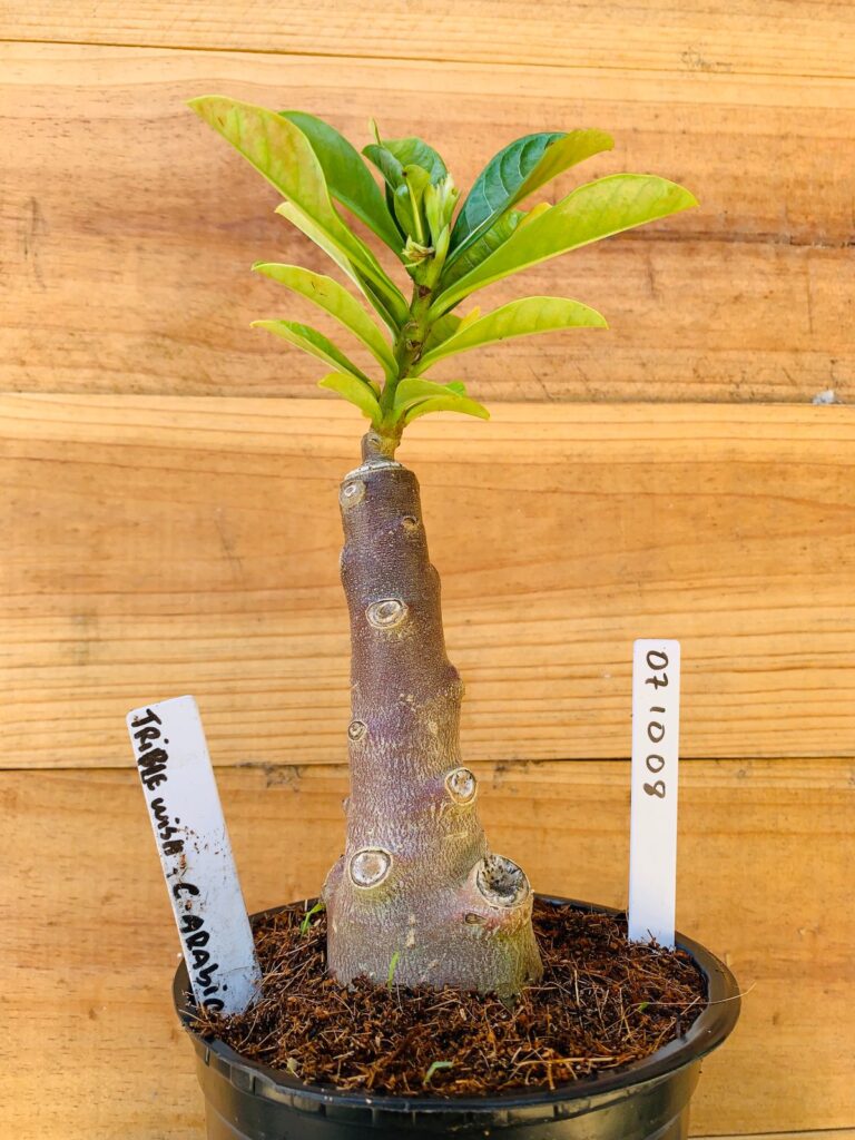 0710 08 Rosa do Deserto Triple Wish Caudex Arabicum - Rosa do deserto ...