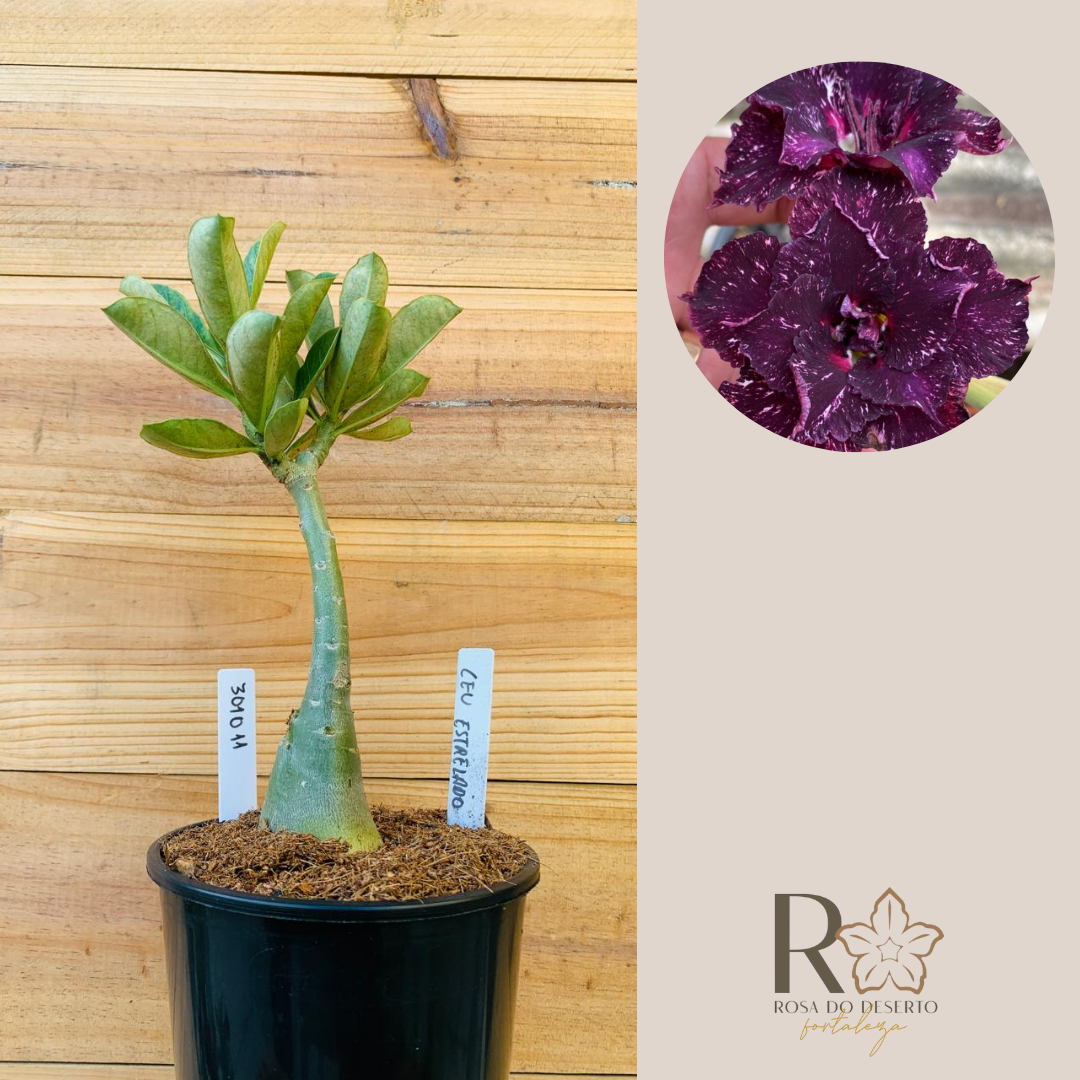 3010 11 Rosa do Deserto Céu Estrelado - Rosa do deserto Fortaleza