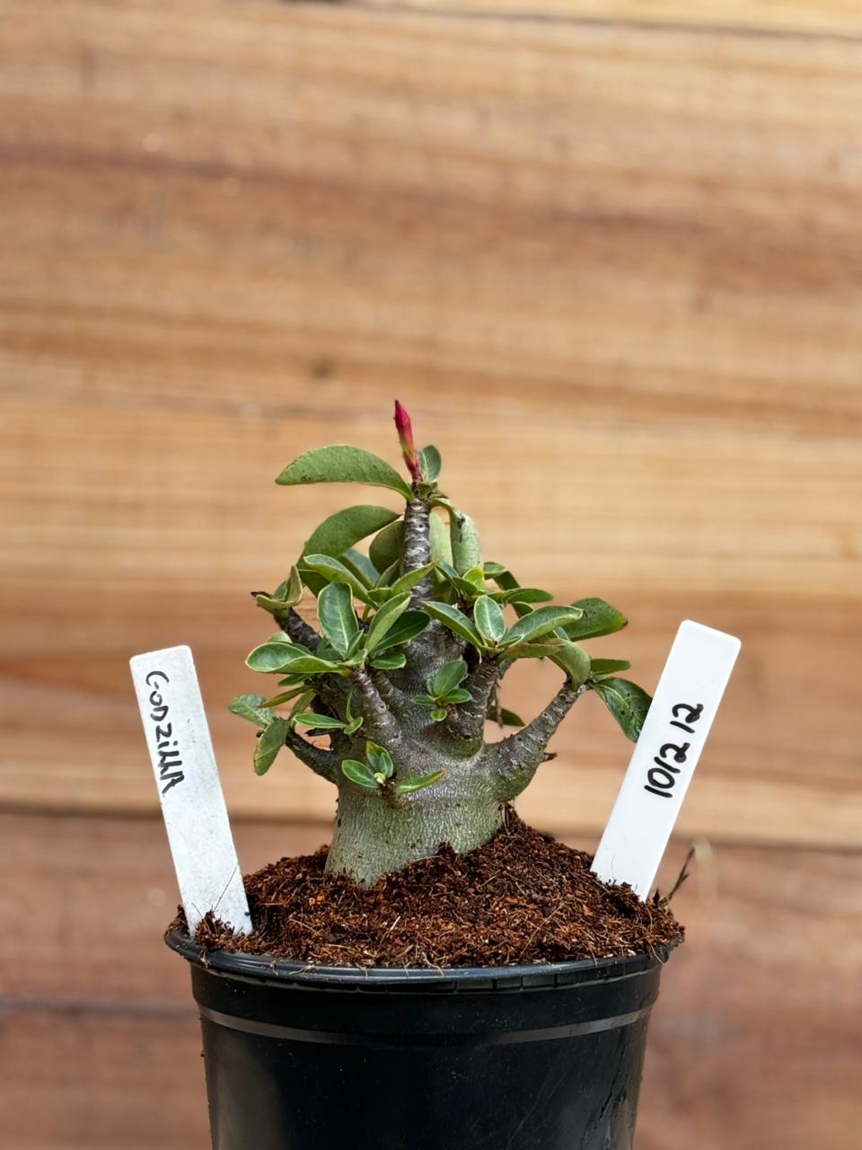 1012 12 Arabicum Godzilla - F2 12 meses - Rosa do deserto Fortaleza